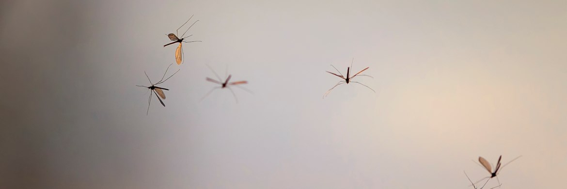 Dengue Fever | Early Detection is Key